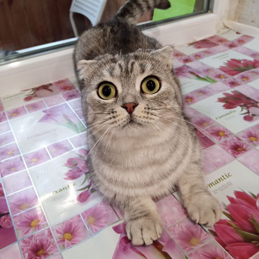 Шотландская вислоухая