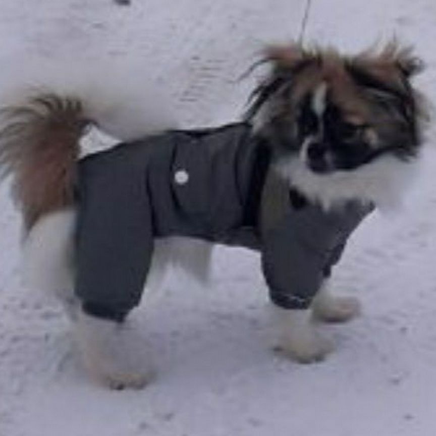 Зимний комбинезон Petmax размер М для собак