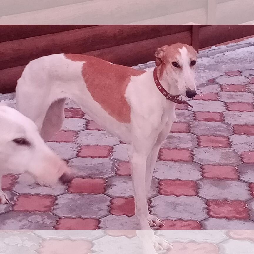 Хортая борзая, взрослая собака