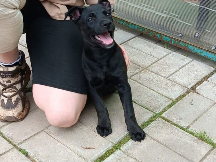 Щенок в добрые руки