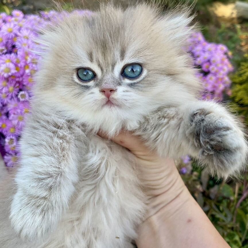 Британский голубой мышонок