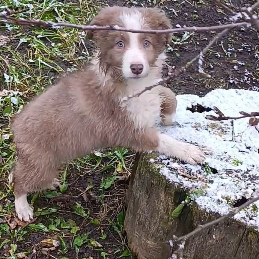 Бордер-колли, щенок