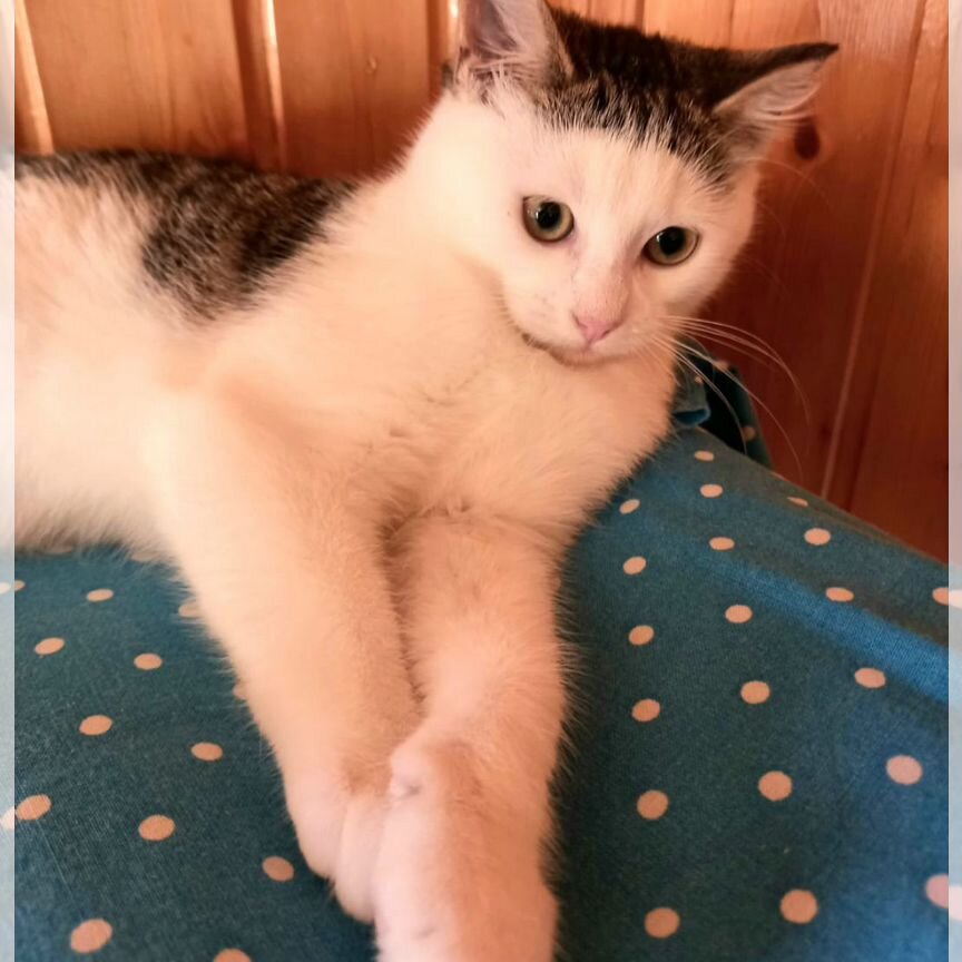 Плюшевый котёнок мальчик