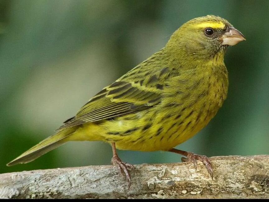 Кенар и папугай Фишера