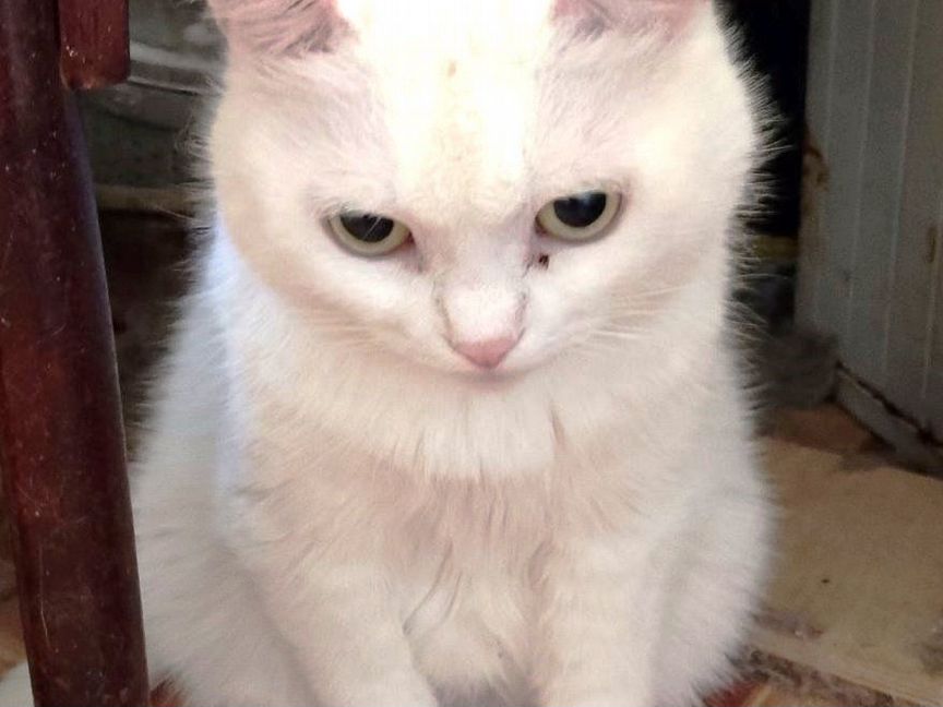 Кошка-белоснежка с британскими корнями в добрые ру