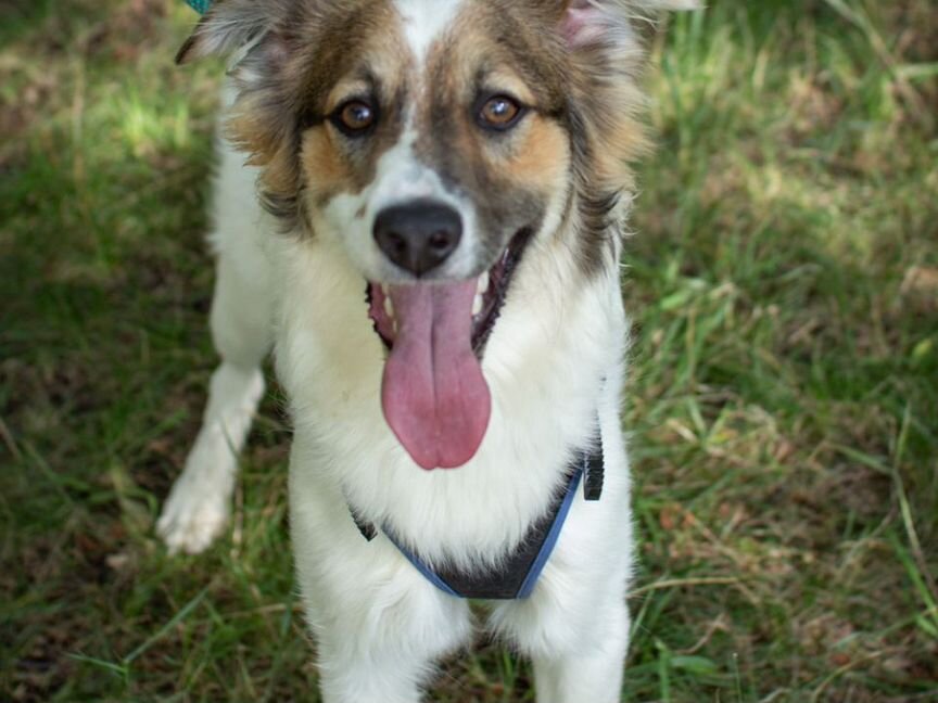 Щенок Элвис из приюта