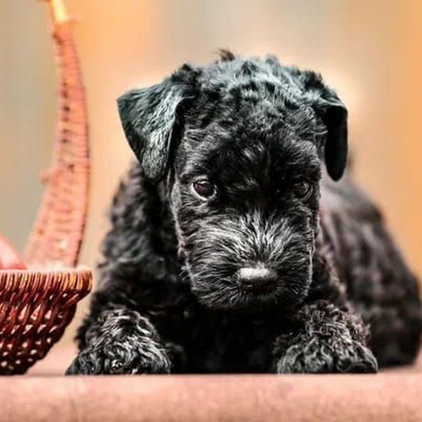 Керри-блю-терьер, щенок