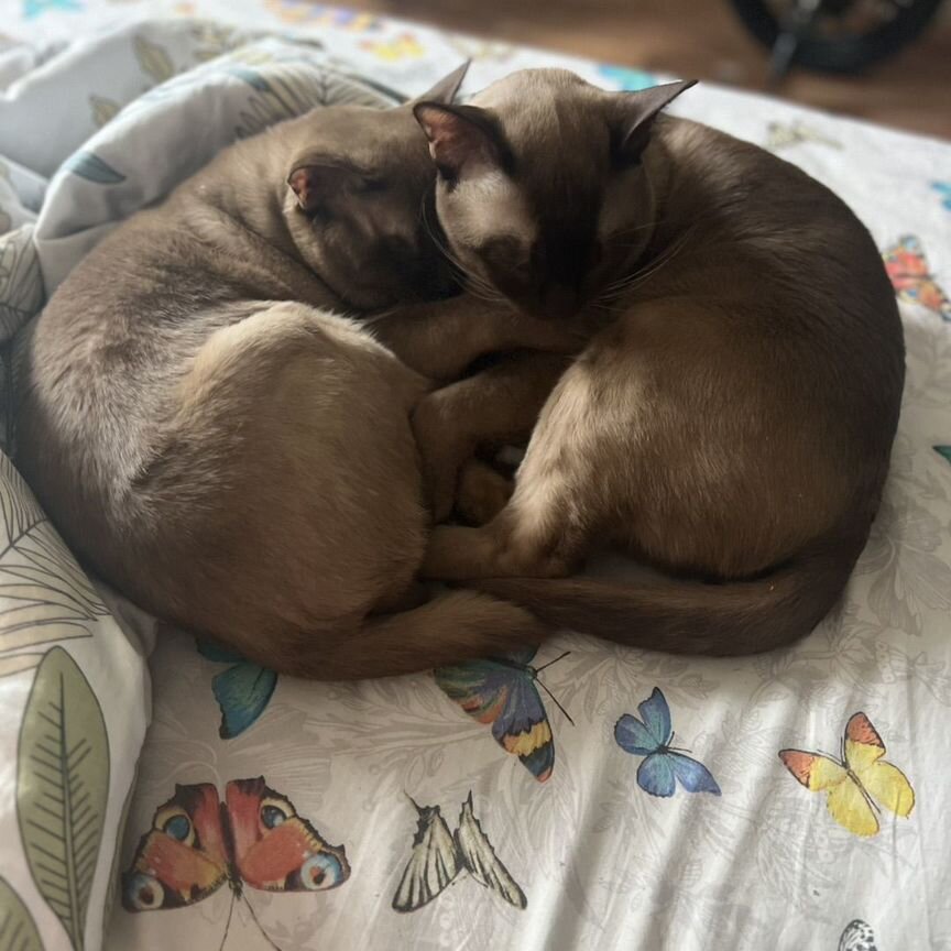 Бурманские коты