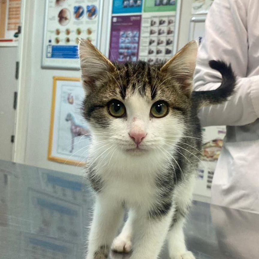 Котенок ищет дом