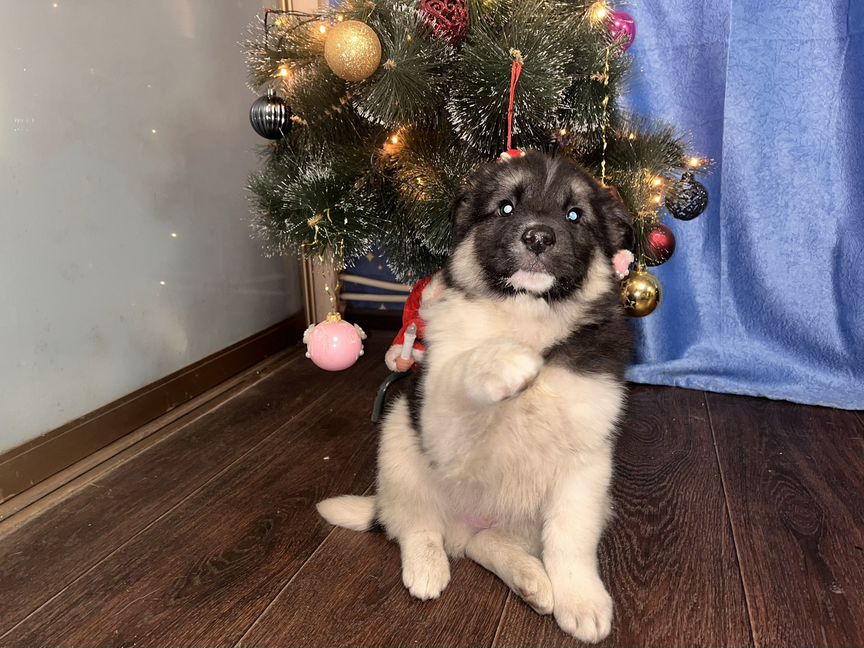 Щенок в добрые руки бесплатно