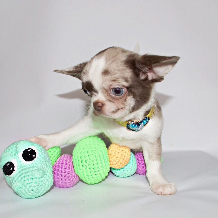 Чихуахуа Перепеленыш