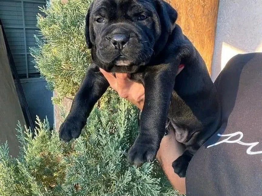 Кане Корсо щенки