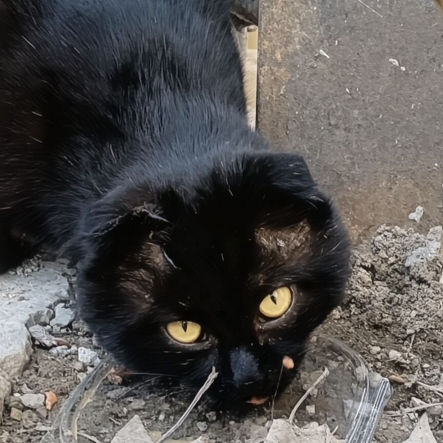 Взрослый кот в добрые руки