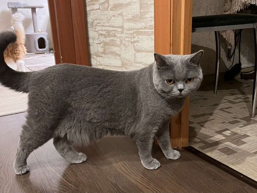 Британский кот. Бесплатно