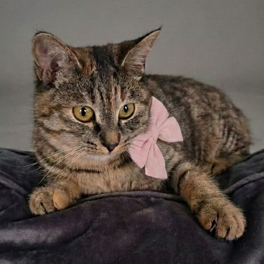 Взрослая, кошка в добрые руки