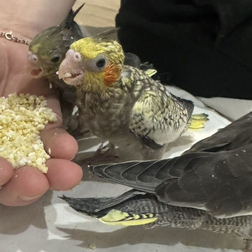 Самые ручные птенцы кореллы