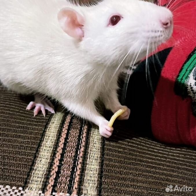 Отдам ласковых,умных крысок в добрые руки) 2 шт