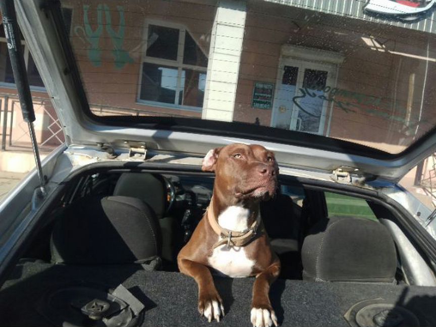 Щенки американского питбуля