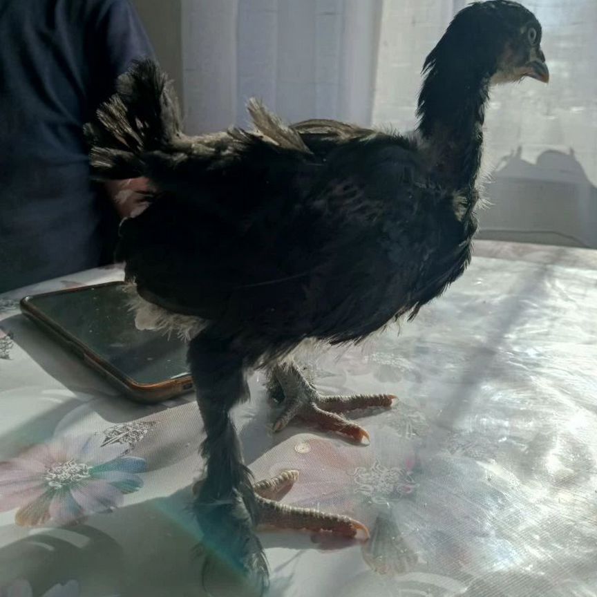 Продам цыплят