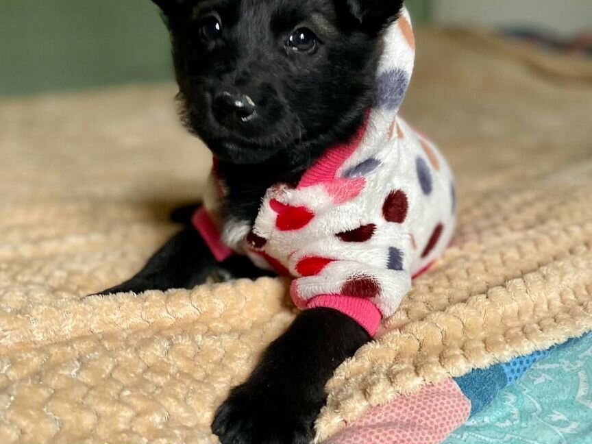 Лучший щенок