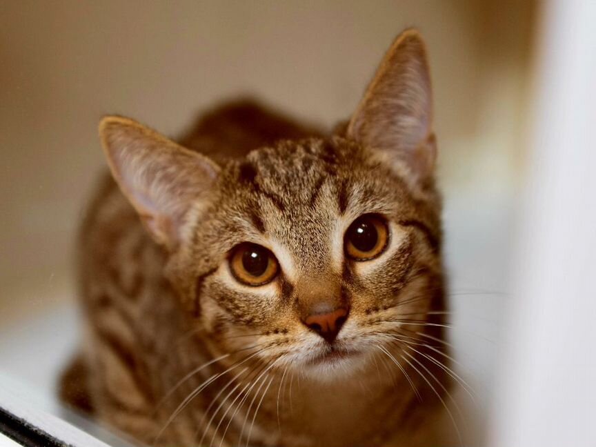 Котята в добрые руки бесплатно