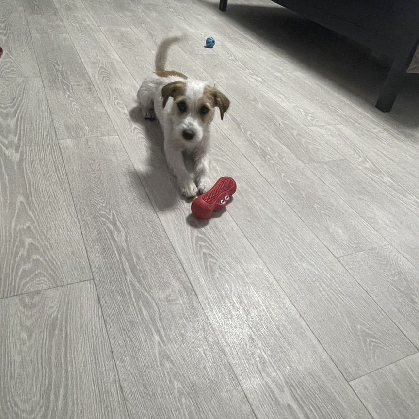 Джек рассел терьер в добрые руки