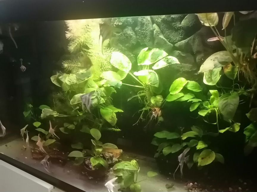 Аквариум с Сампом