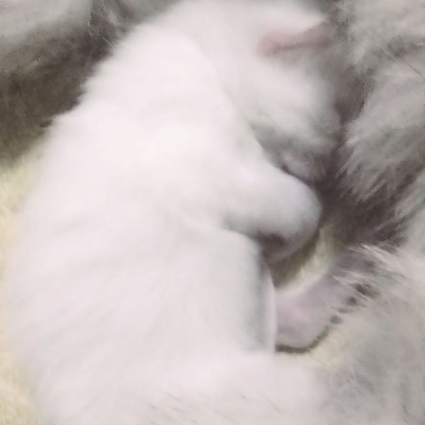 Котята