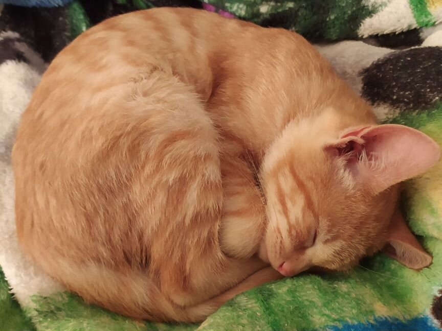 Милый рыжий котик