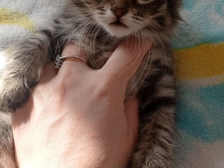 Котята отдам в добрые руки бесплатно