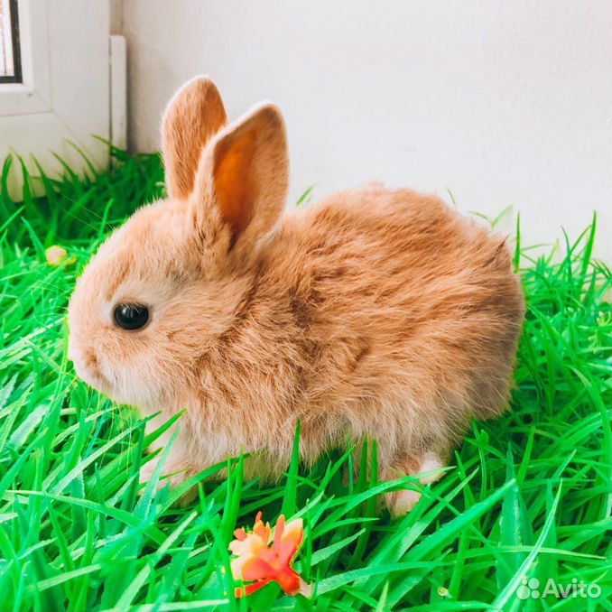 Королевский Карликовый кролик - мини редкий