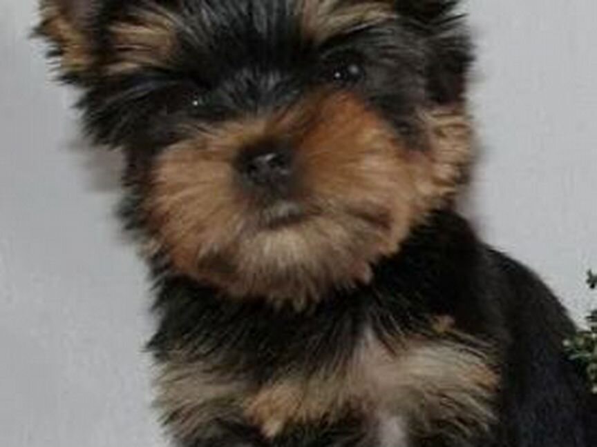 Йоркширский терьер