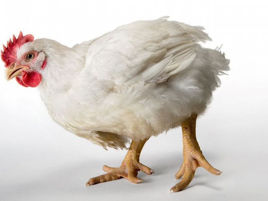 Суточные цыплята бройлера ross 308