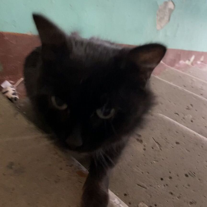 Нашлась кошка