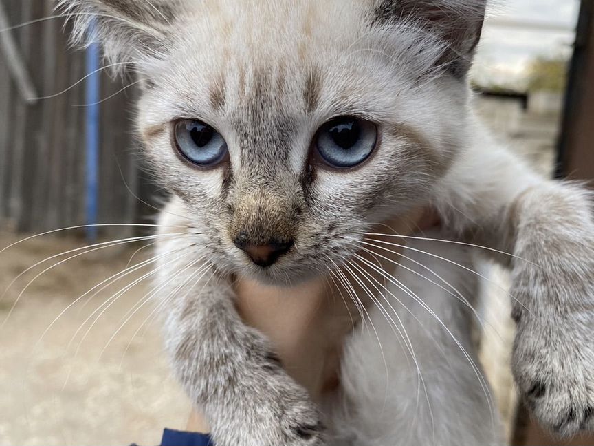 Котята митизы