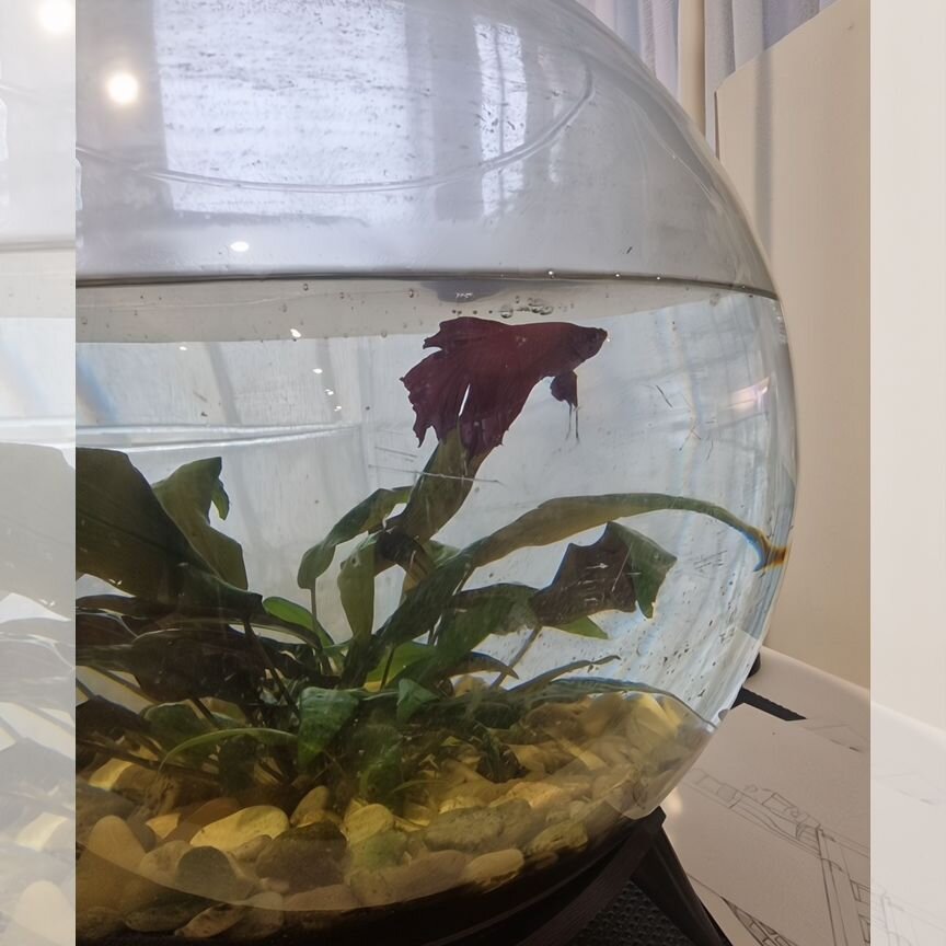 Рыбка петушок самец с аквариумом