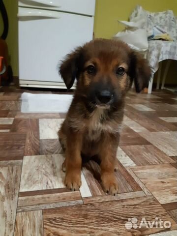 Щенок в добрые руки