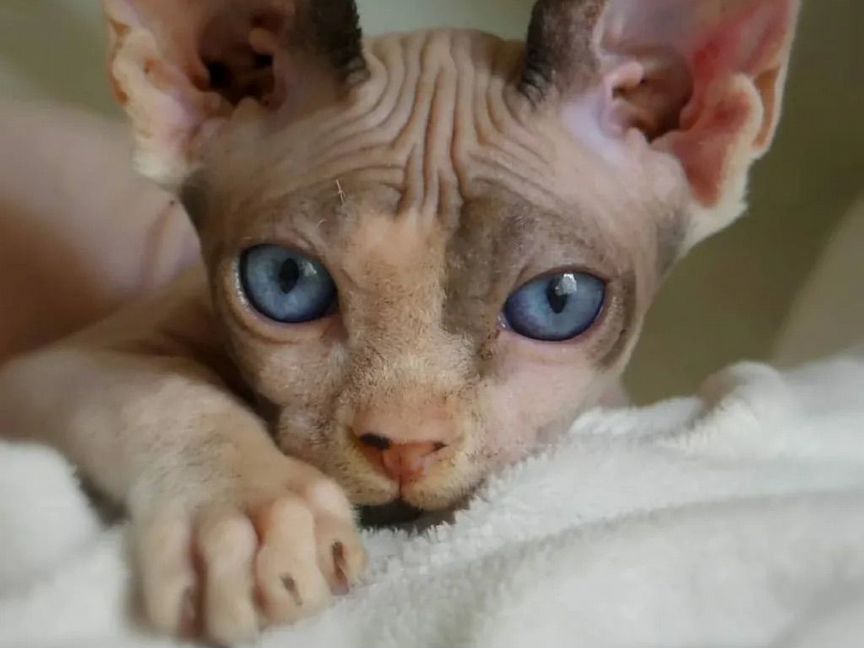 Канадский сфинкс/доской сфинкс