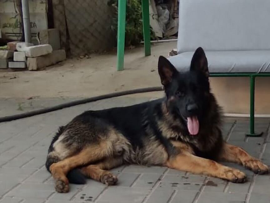 Немецкая овчарка вязка