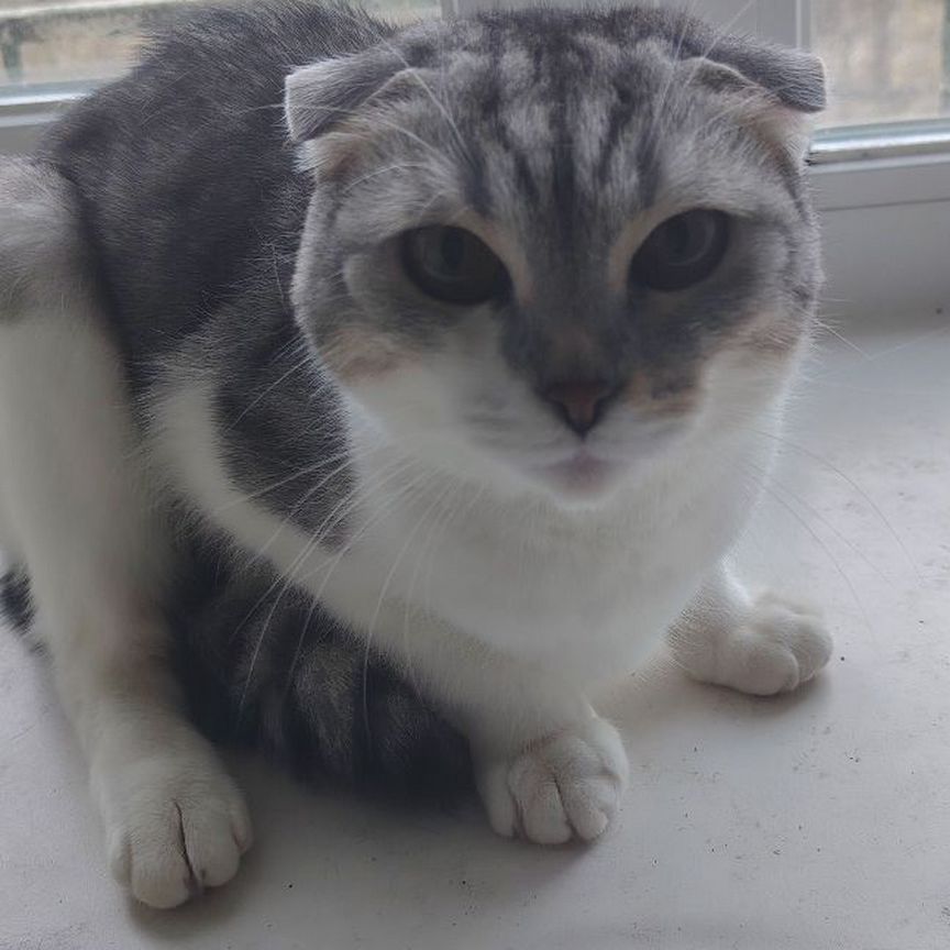 Британский кот