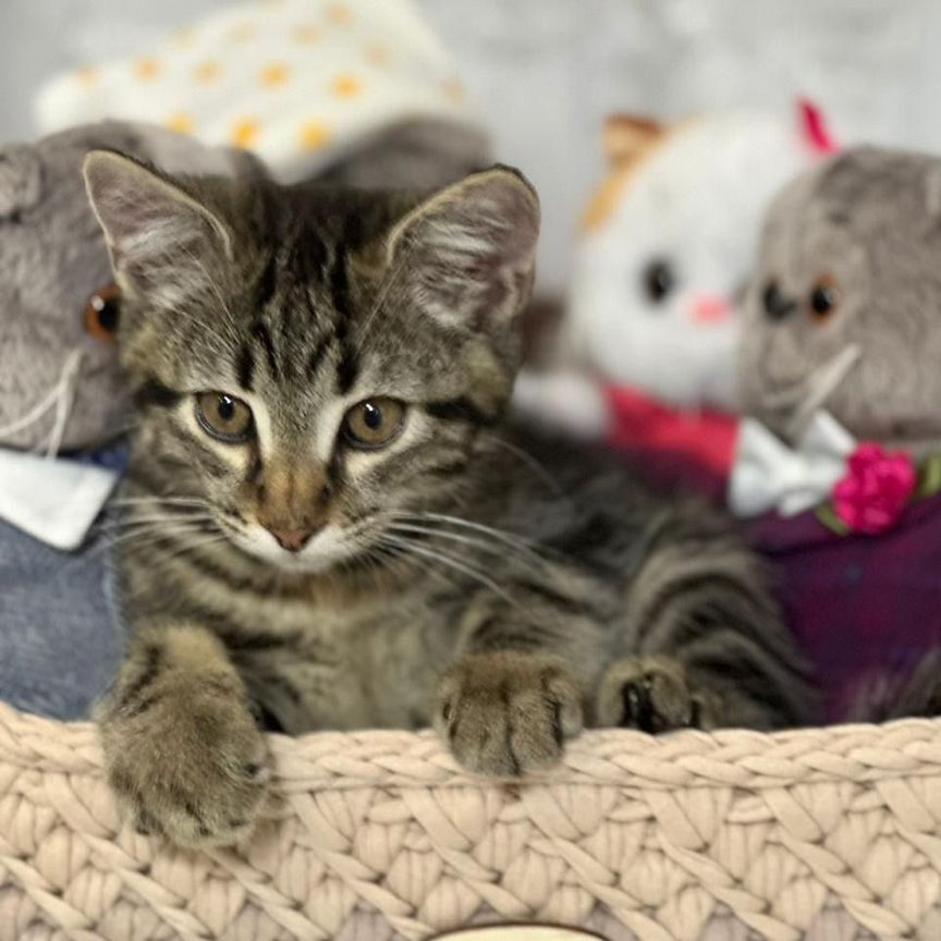 Котенок из приюта