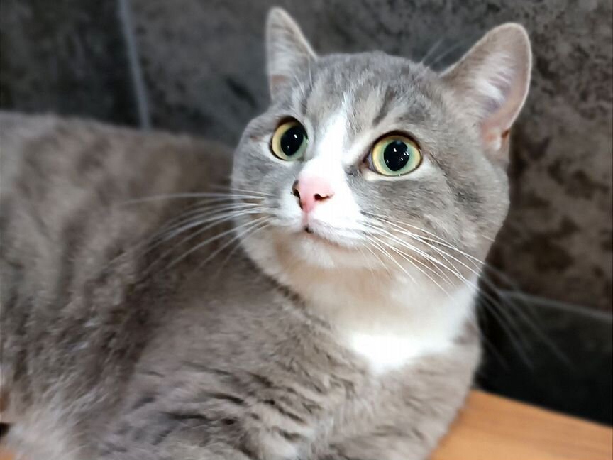 Шикарная кисулька