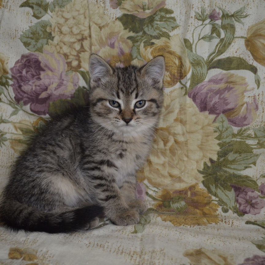 Британские котята