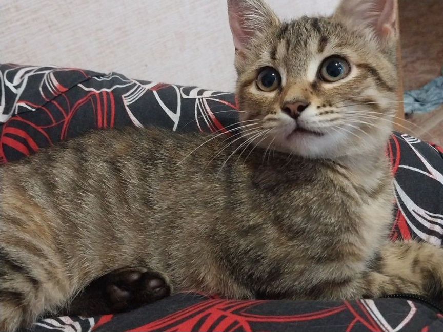 Маленькая леди в полосочку (2,5 мес.)в добрые руки