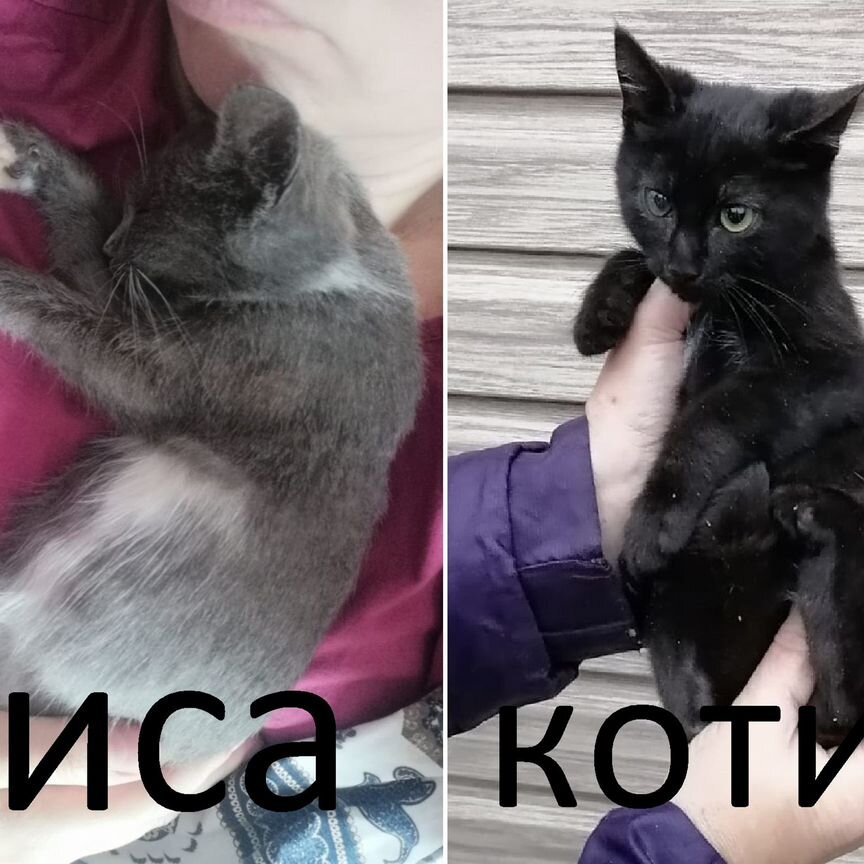 Котята в добрые руки