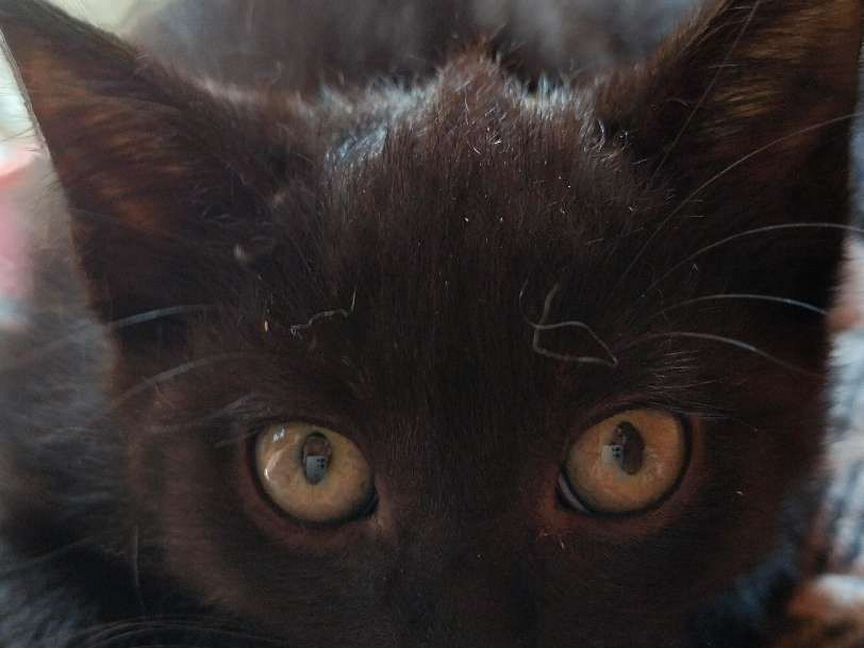 Шотландские прямоухие котята