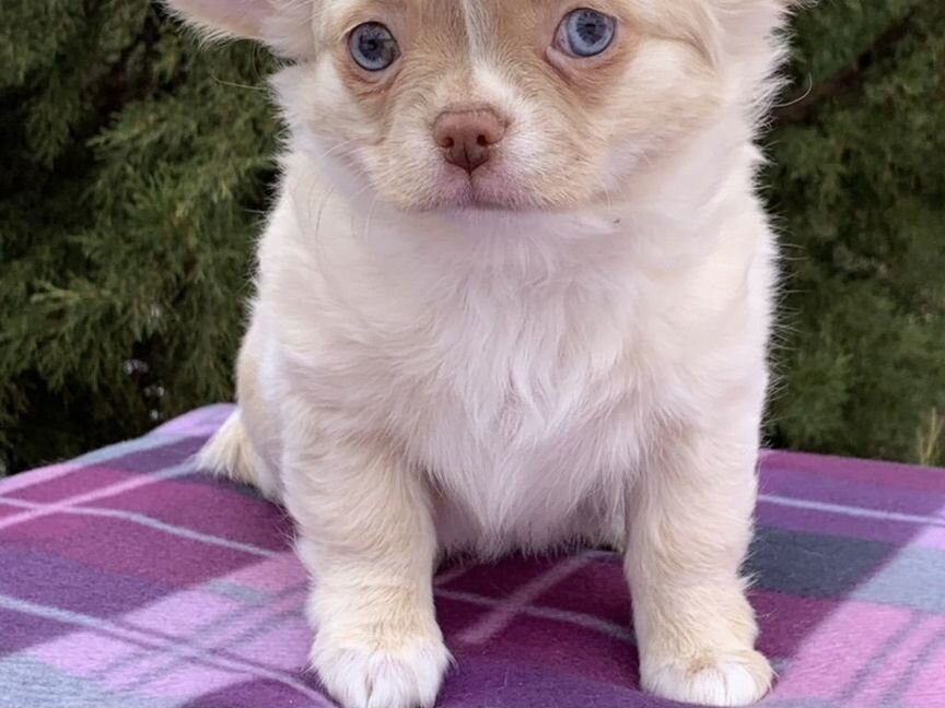 Девочка Изабелловый окрас