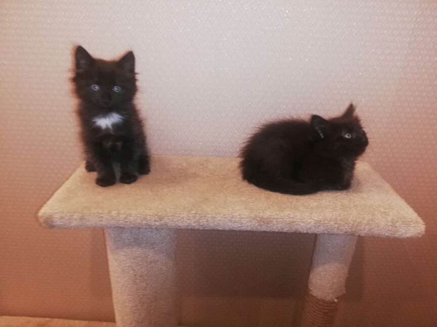Котенки два замечательных