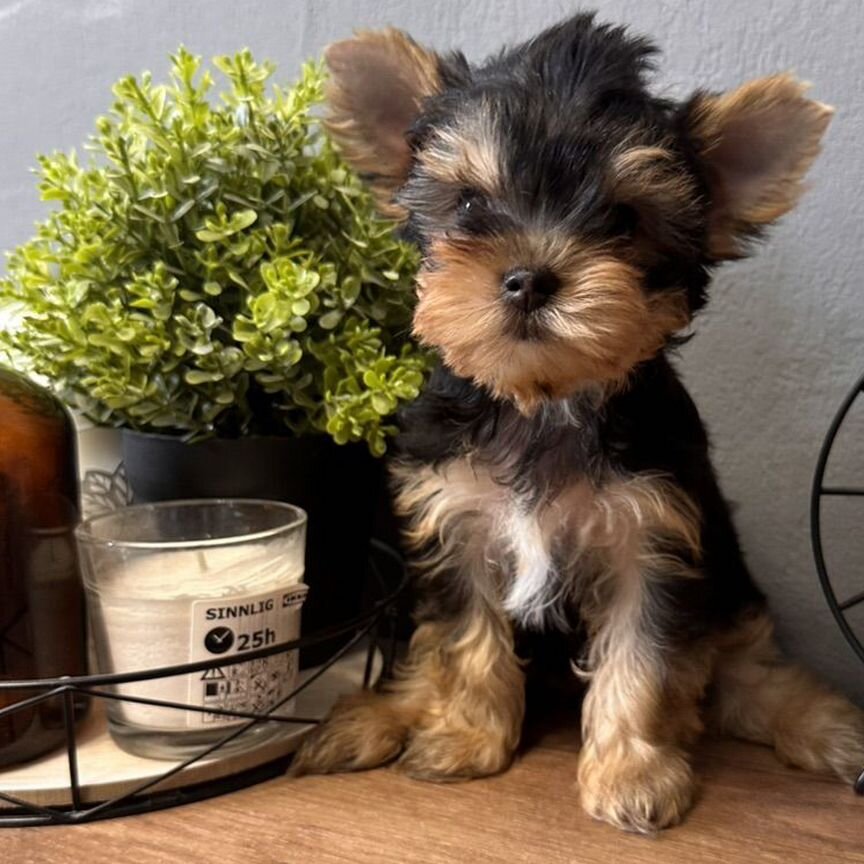 Кукольная малышка Йоркширского терьера щенок