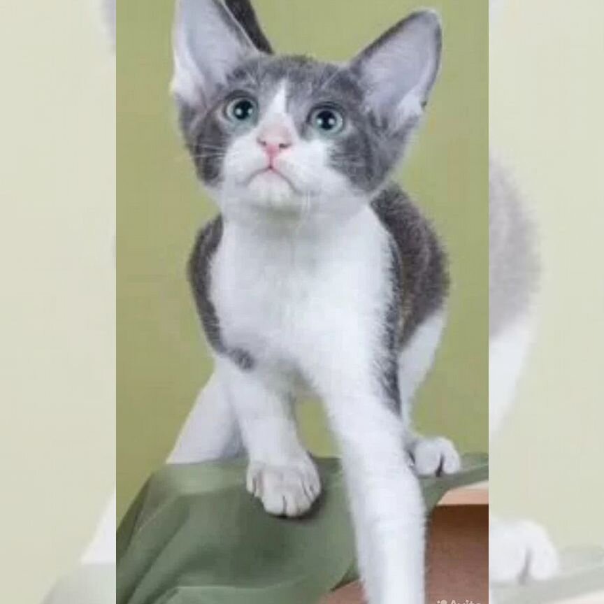 Ориентальный котёнок